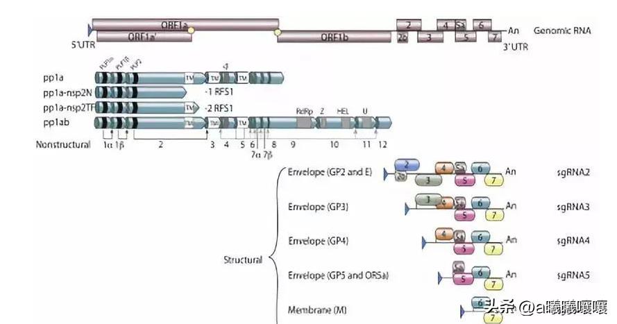 Conservation and evolution of spore formation gene sets in distinct ...