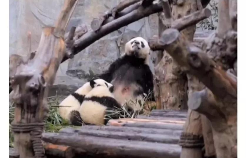 From Yuanyuan to Aibao: How does a panda mother breastfeed her baby ...