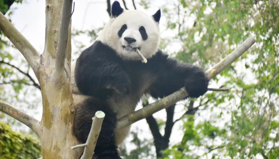 Yaya returned to China and became neighbors with Menglan. The corners ...