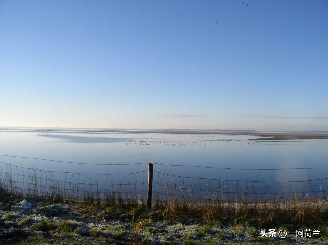 Disaster year for Dutch oysters, industry calls for government support ...