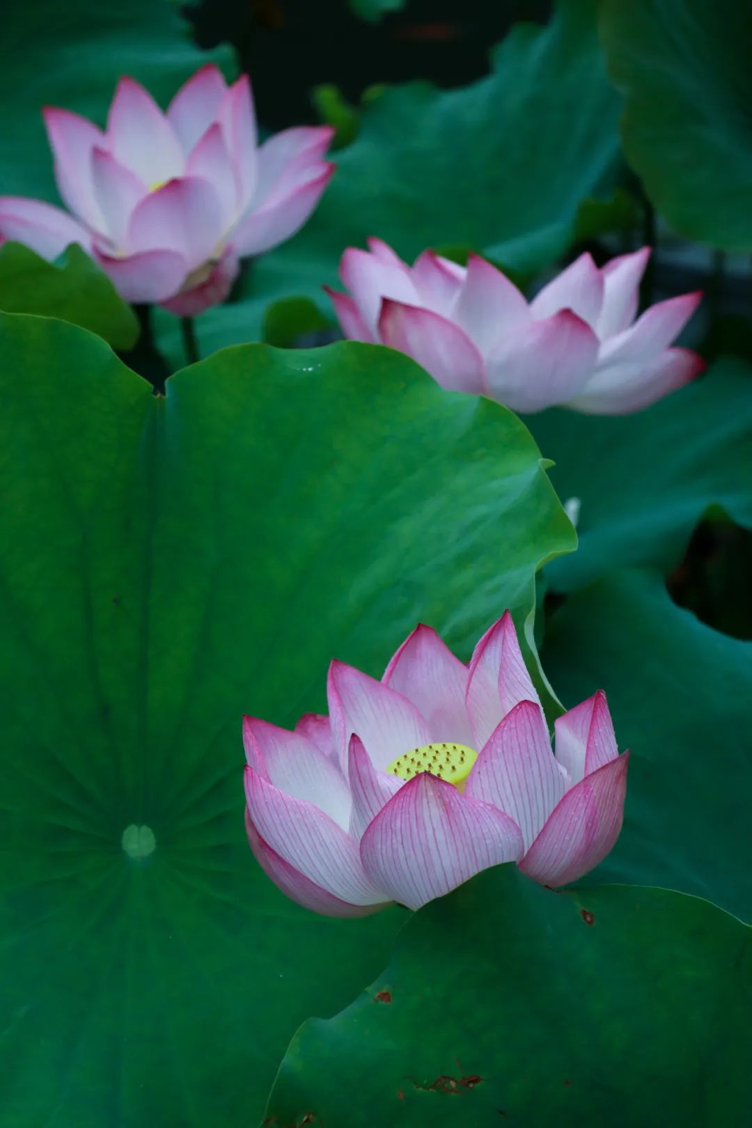 How to shoot lotus flowers in summer? - iNEWS