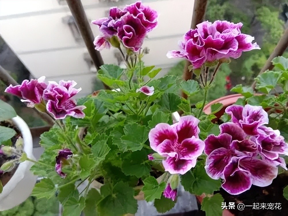 The beautiful geraniums that everyone loves, teach you 4 small tricks ...