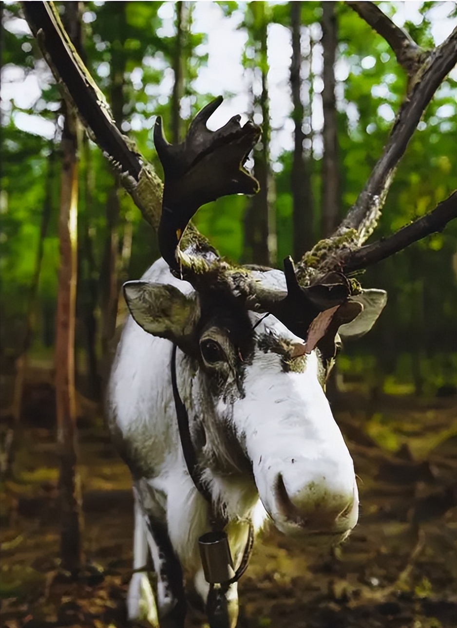 Reindeer are endemic to the Arctic. Why were they domesticated by ...