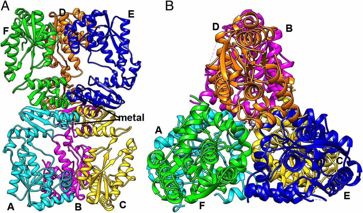 In-depth study on the catalytic structure of the sacrificial sulfur ...