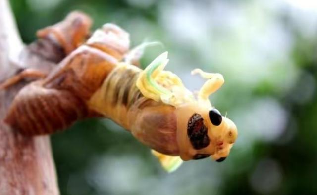 The mystery behind the golden cicada unearthed at night - iNEWS
