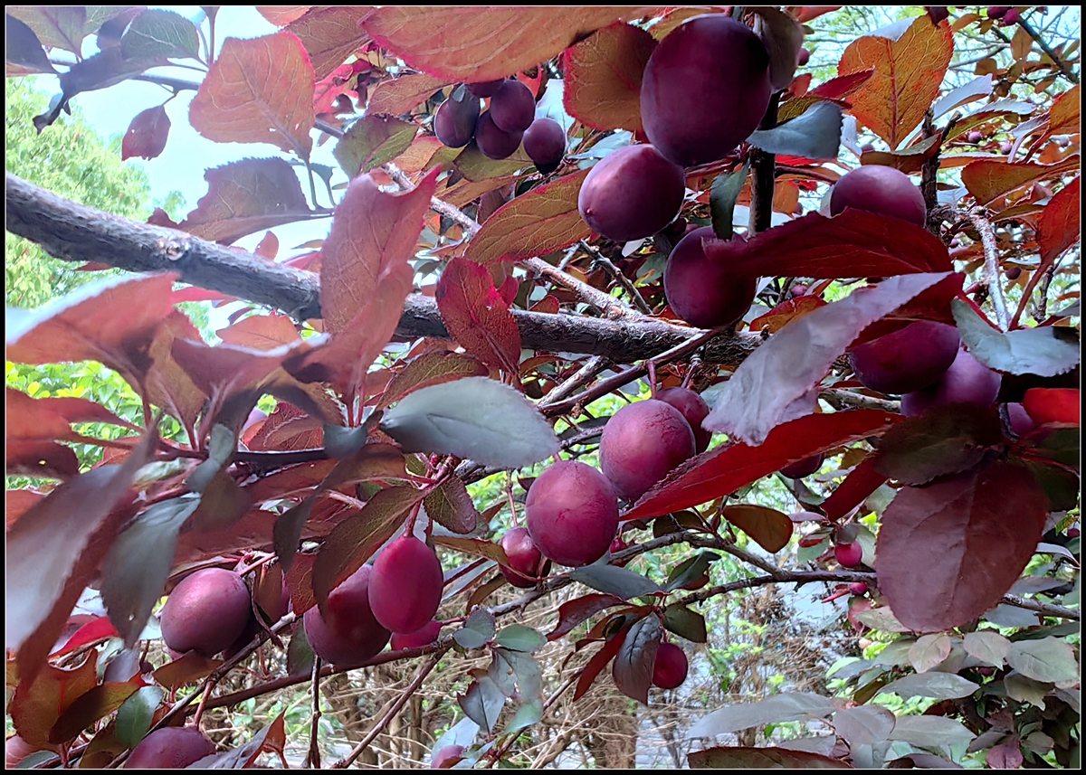 An Alternative Interpretation of Traditional Chinese Filial Piety ...