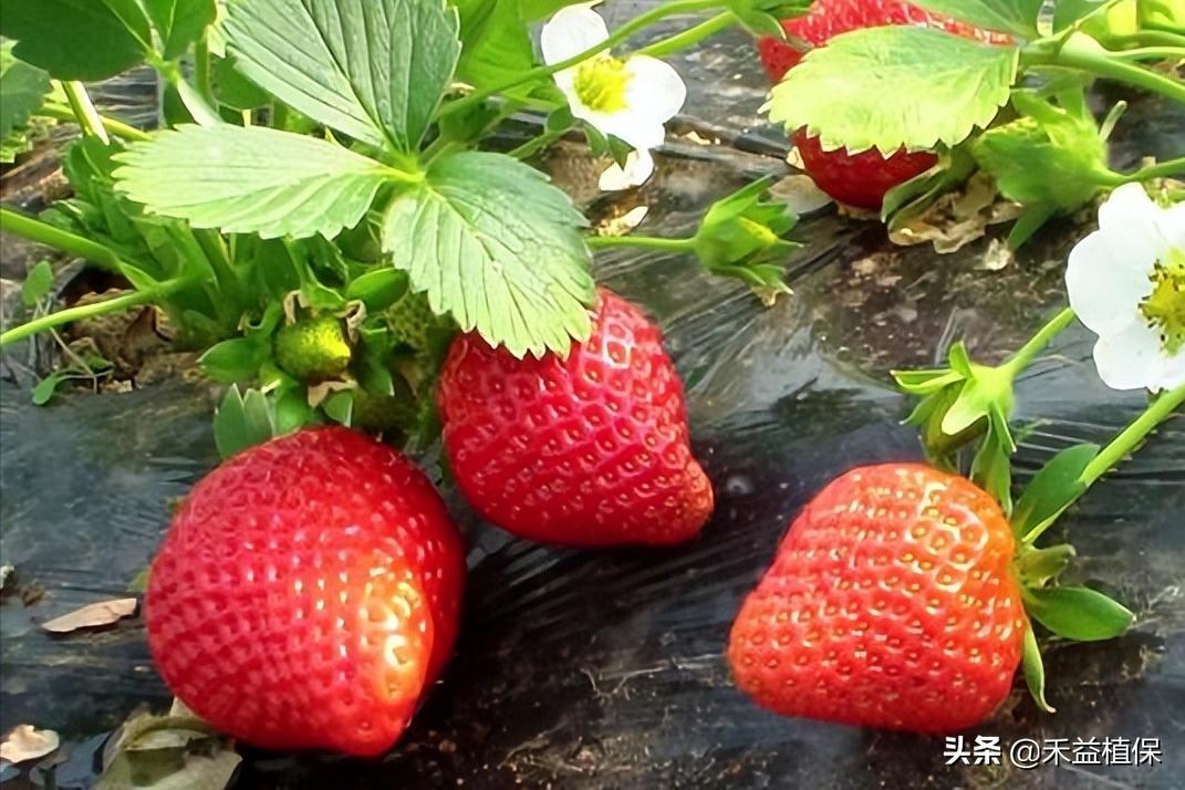 What are the benefits of strawberry-rice paddy rotation?What are the ...