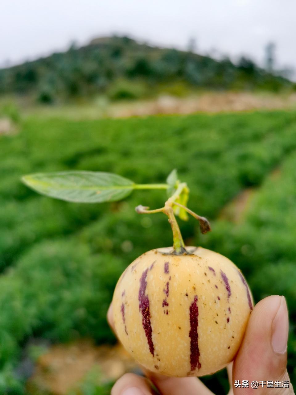 Yunnan ginseng fruit, the "soup bag" in the fruit world, is sweet and ...