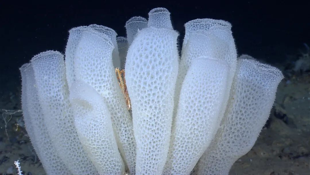 Is a sponge a plant? Scientists decipher that sponges are the most ...