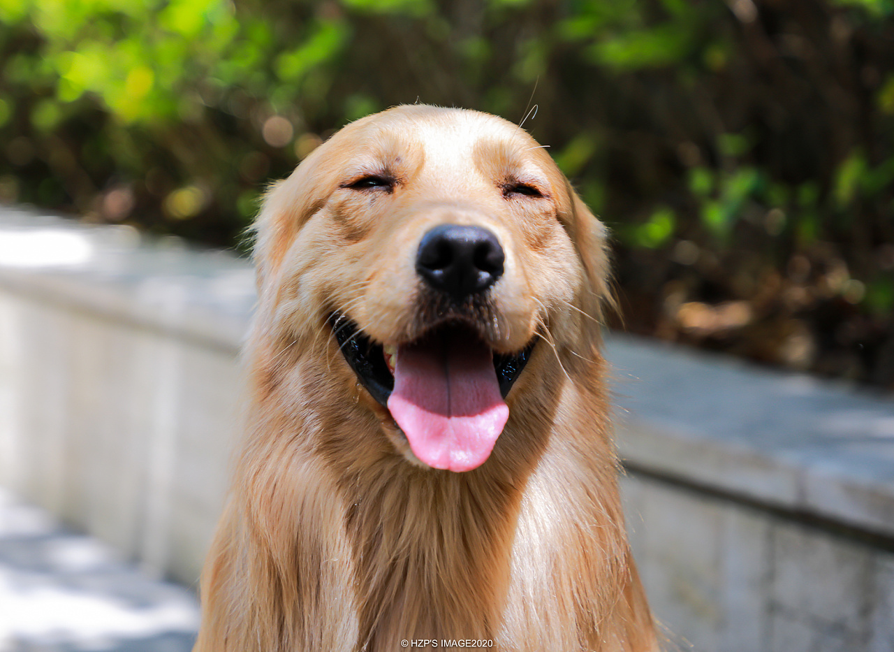 6 kinds of dogs with "docile personality", suitable for novice breeding ...