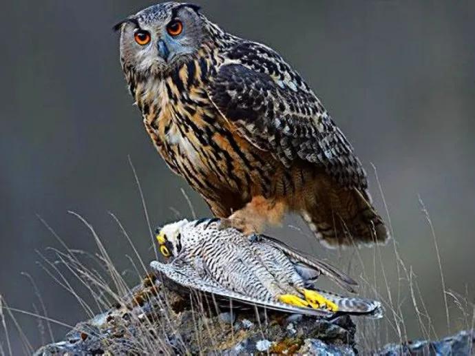 Rare 36 photos, male lion tearing hyena, horse killing gray wolf ...