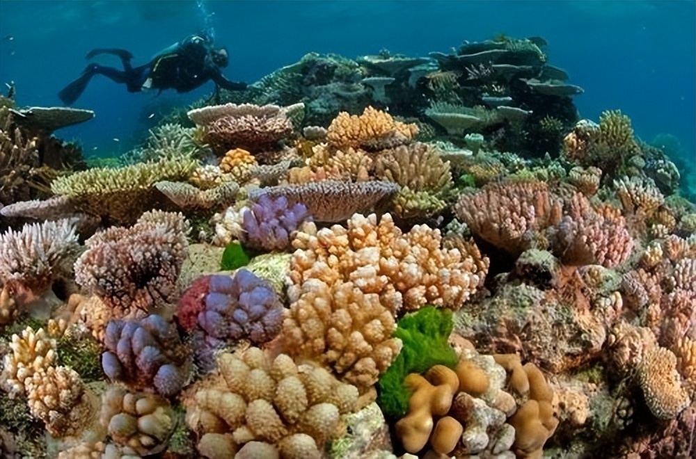 Disease dynamics in marine metapopulations: modeling coral reef ...