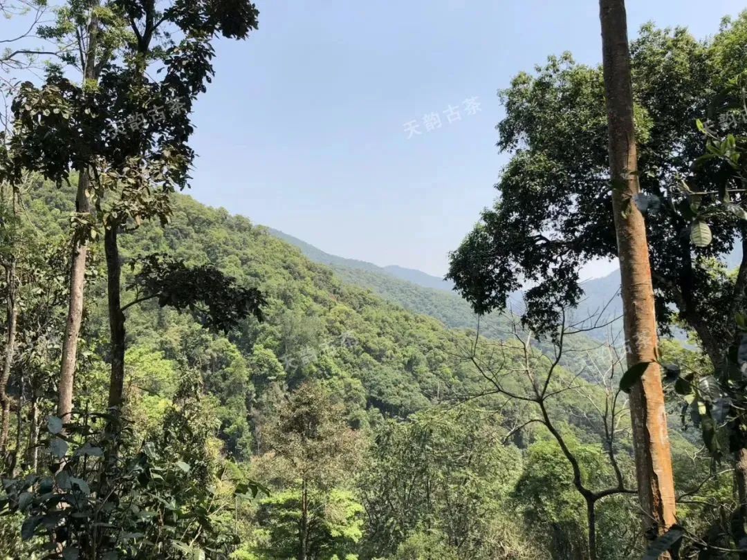 The Pearl of the Ancient Tea Forest in Yiwu - Bend Bow - iNEWS