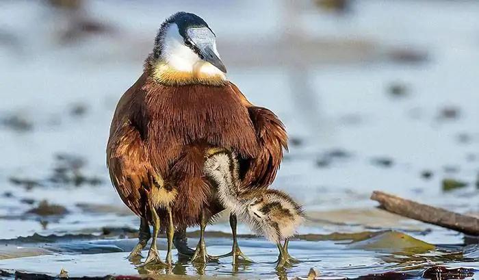 African pheasant plover is not only polyandry, but also has 8 legs, and ...