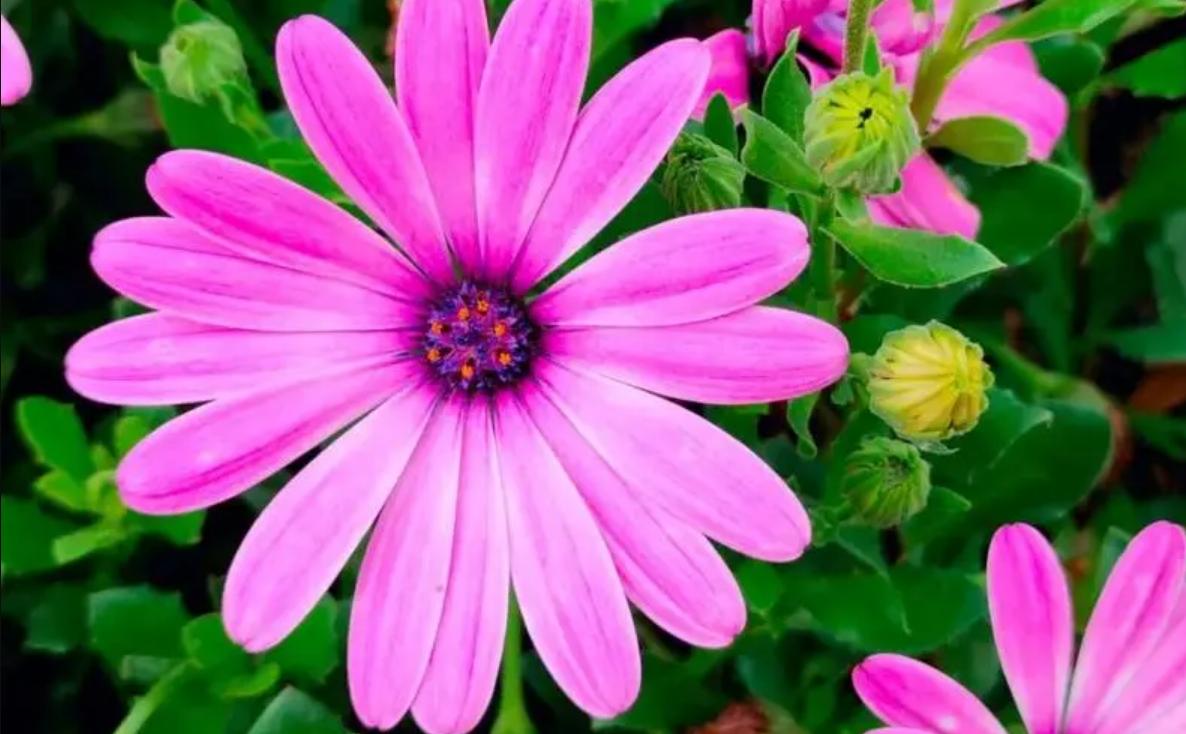 The 8K function of mobile phones has gradually become popular, and ...