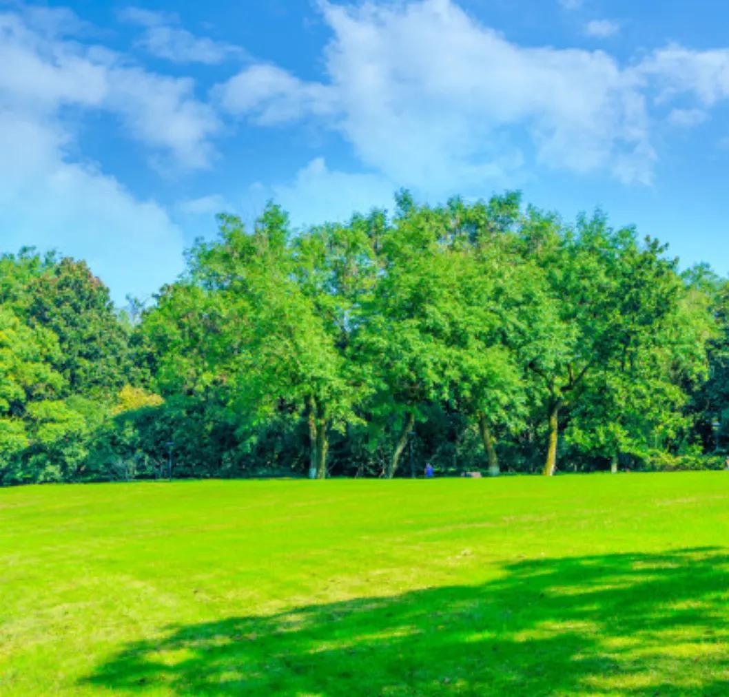 commoner rookie - iNEWS