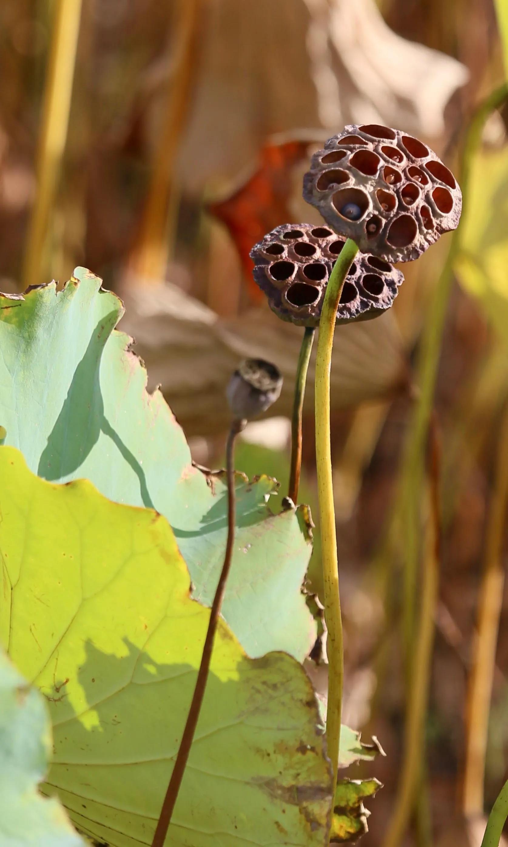 Seven unique autumn lotus - iNEWS