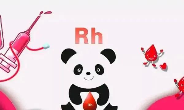 What exactly is panda blood?Why is panda blood so precious? - iNEWS