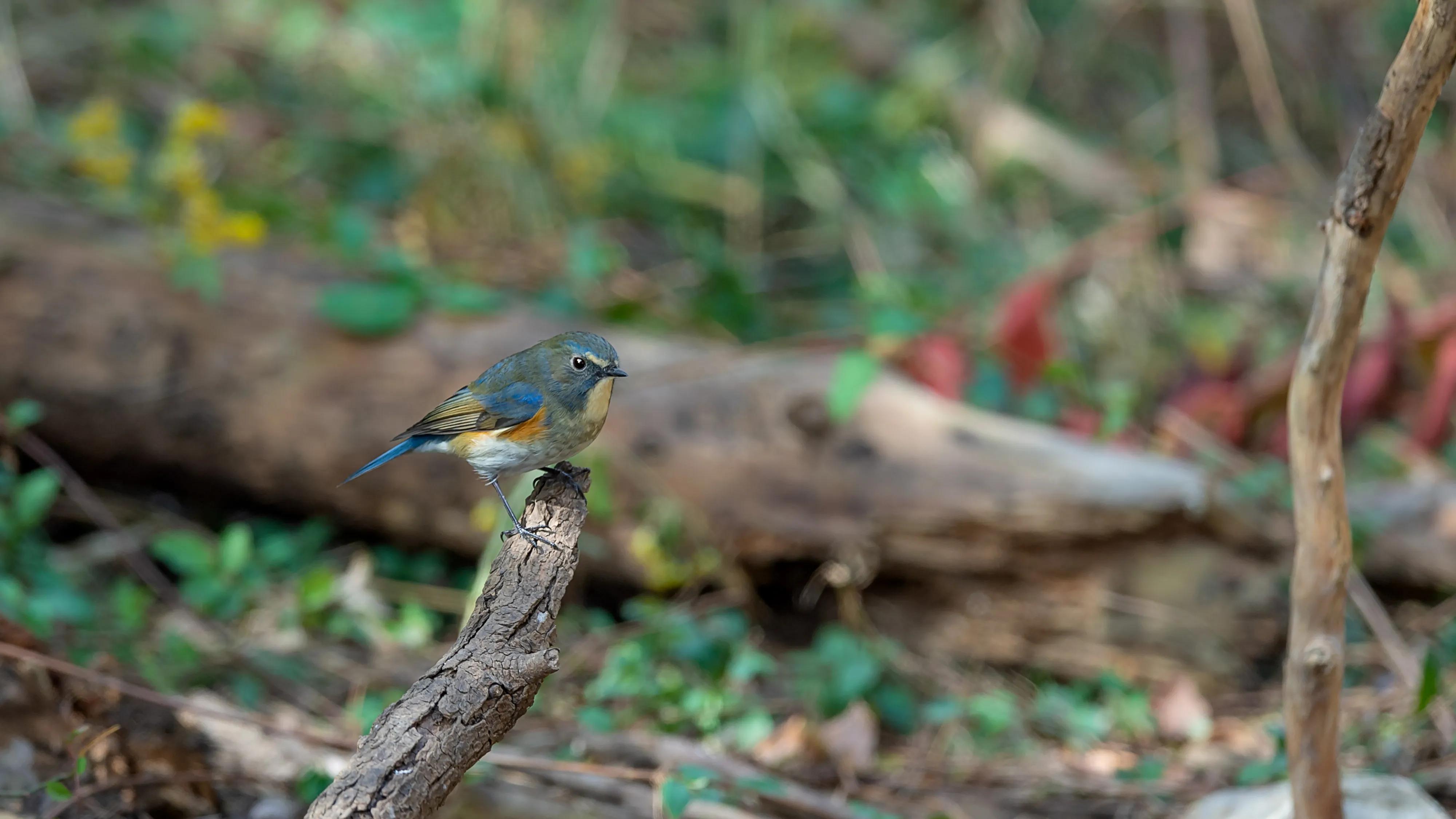 red-necked blue-tailed robin - iNEWS