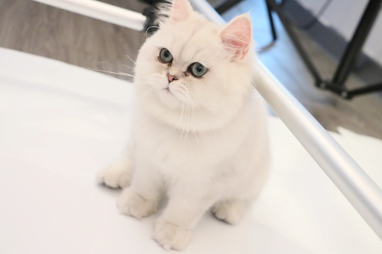 It is cheaper to buy cats in a few months, and that month has the most ...