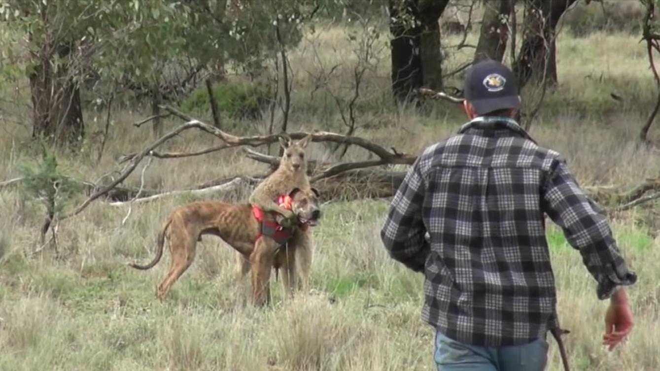 How to protect yourself from a kangaroo attack in Australia? - iNEWS