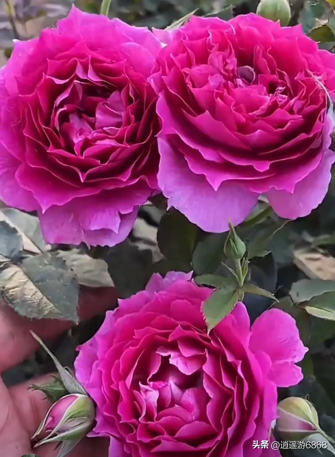 Beautiful Picture Sharing—Arabian Nights Rose Flowers - iMedia