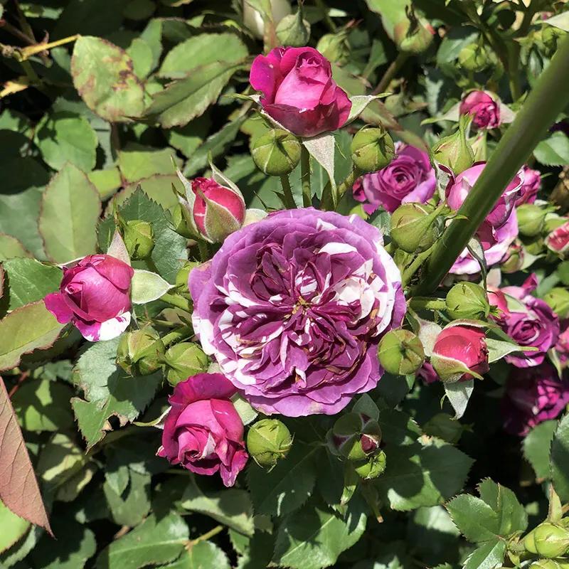 Beautiful and fragrant fragrant gem roses - iNEWS