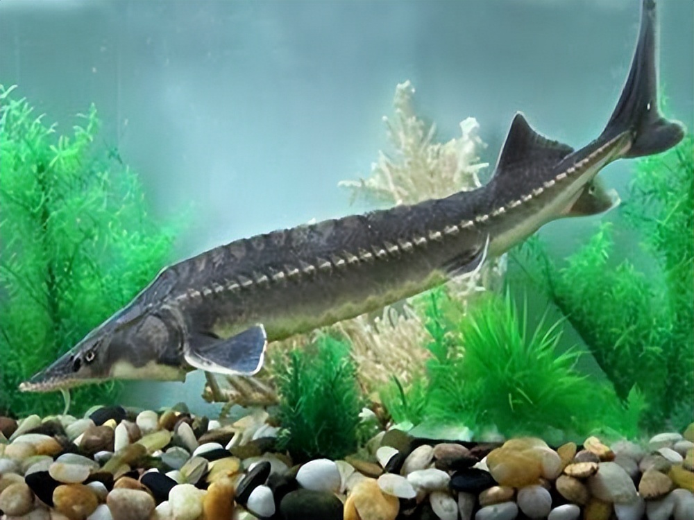 "Revealing the B-ultrasound examination of Chinese sturgeon: a similar ...