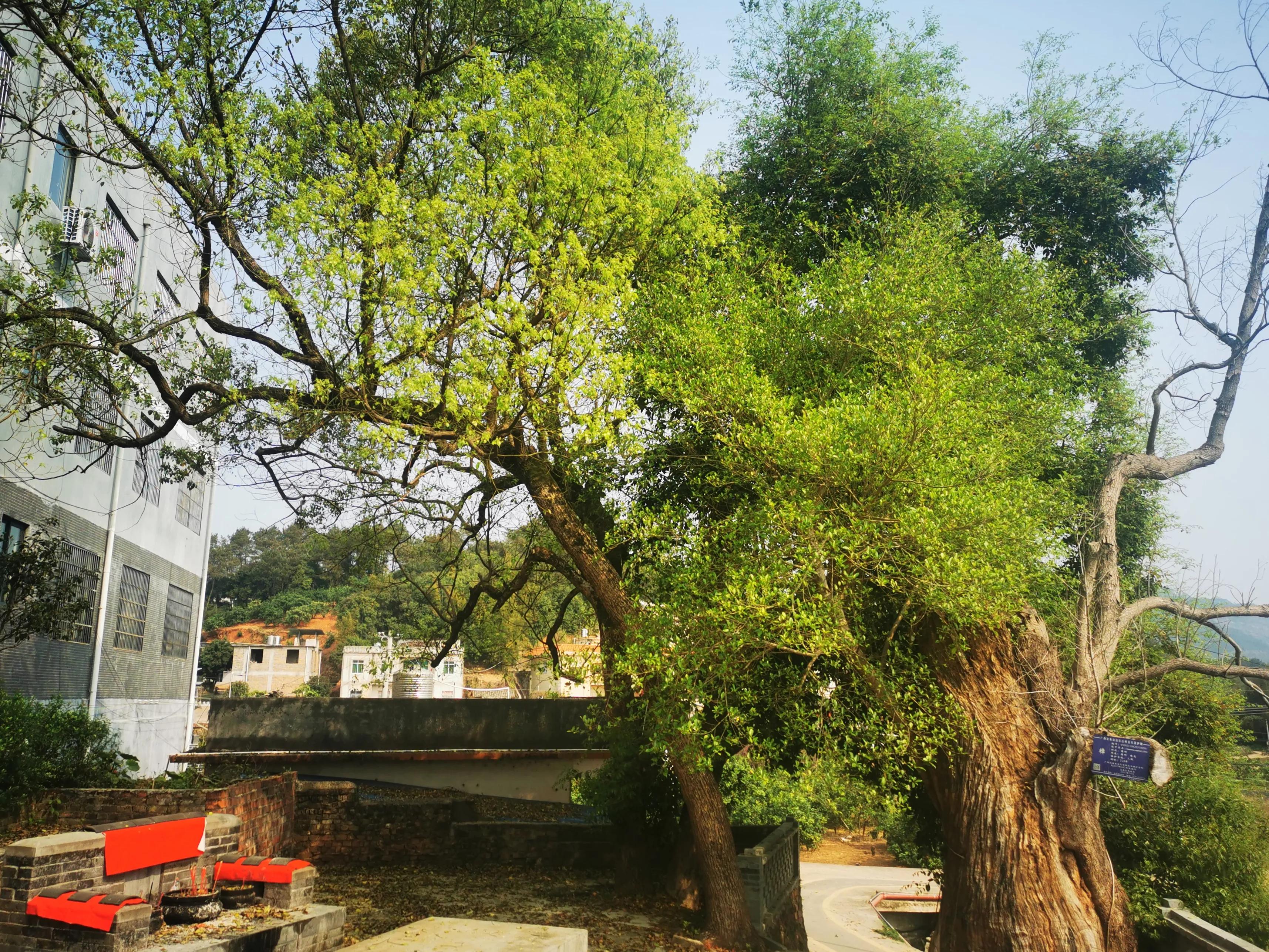 Childhood memories of the ancient camphor tree - iNEWS
