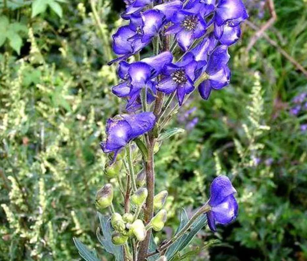 The top ten plants that cannot be touched in the wild, have you ever ...