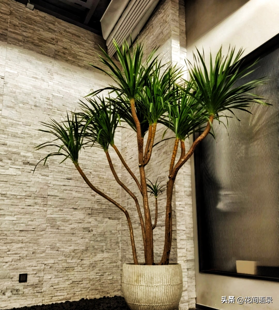 The "King" of indoor green plants is noble and domineering wherever it ...