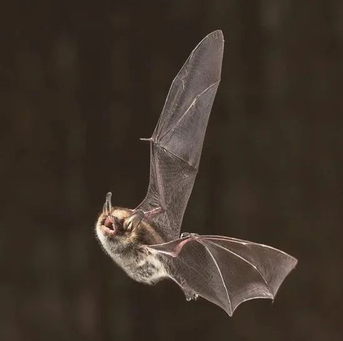 Decades ago, swarms of bats could always be seen in the sky at dusk ...