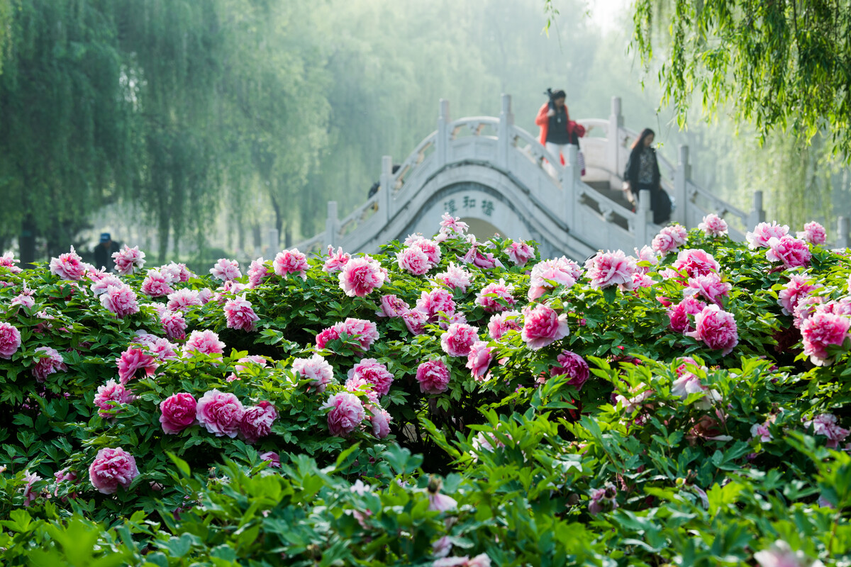 The Millennium Ancient Capital ∥ Peony Flower City, where are the four ...