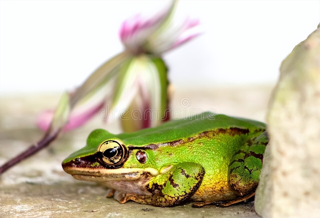 Eight special poems about frogs, an idiot emperor through the ages, and ...