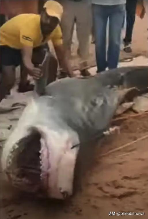 Russian man killed by tiger shark attack at Red Sea resort, struggling ...