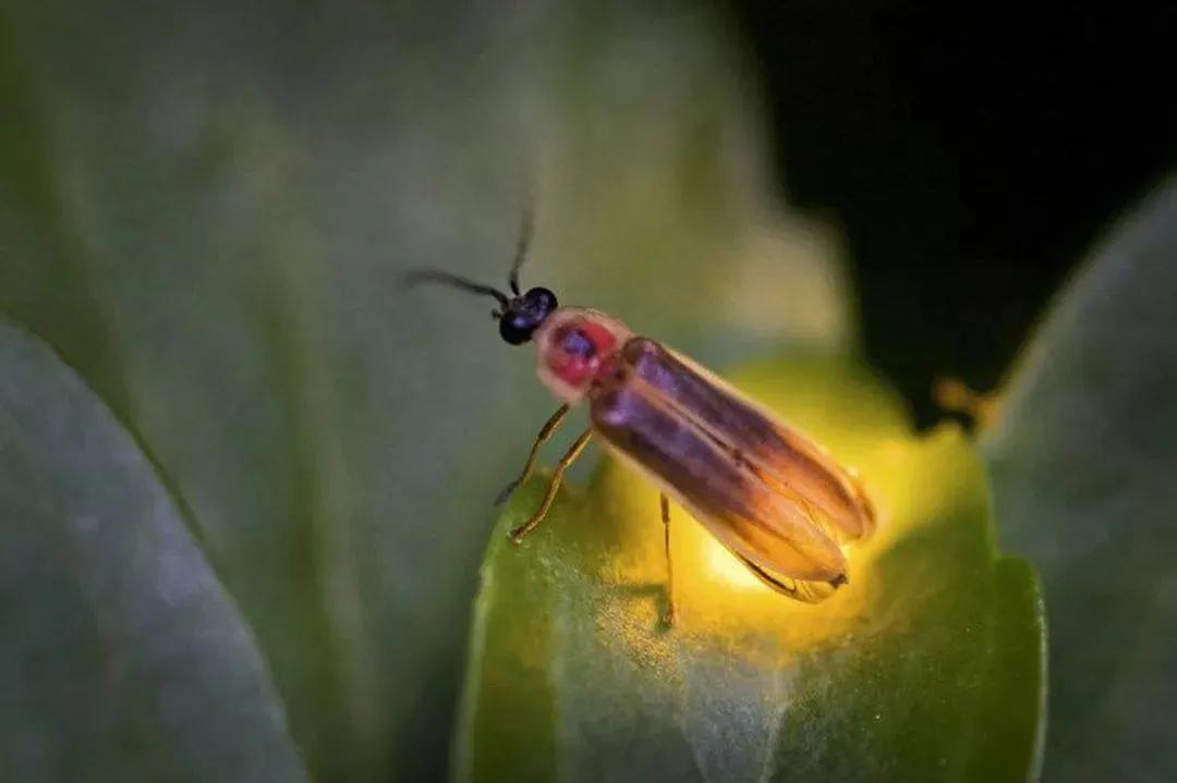 Why do fireflies glow - iNEWS