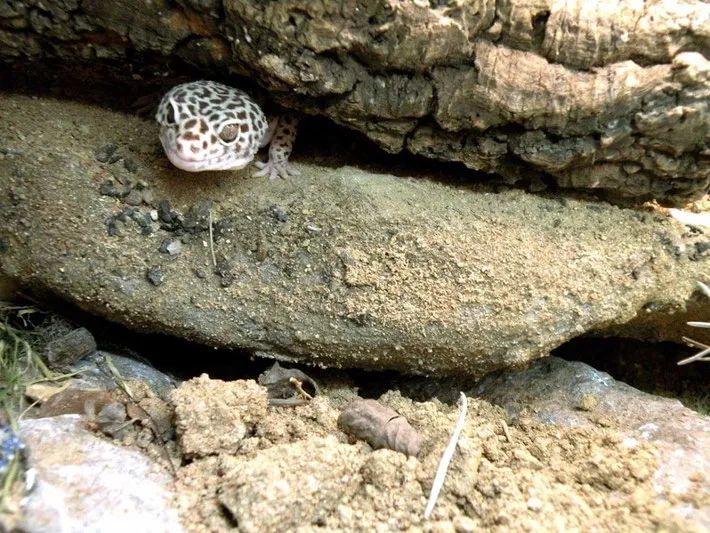 [43 years old and still alive] How did the world's longest-lived ...