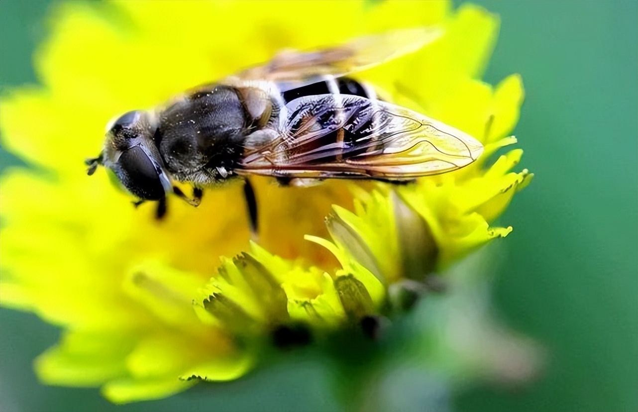 Take you to know the magical bee - iNEWS