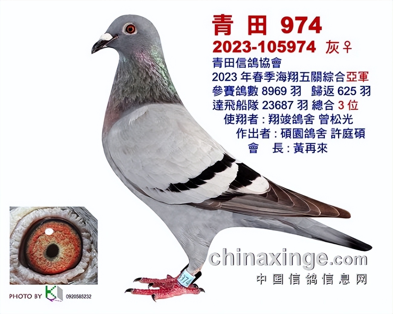 Come and watch the "magic bird" in Taiwan's 80,000 pigeons Wuguan ...