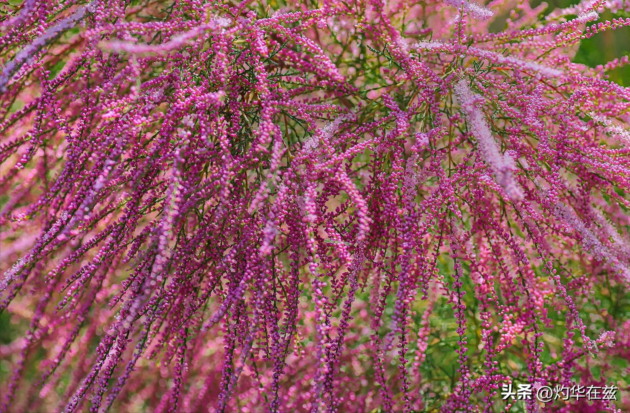 Xinjiang's best scenery: red willow - iMedia