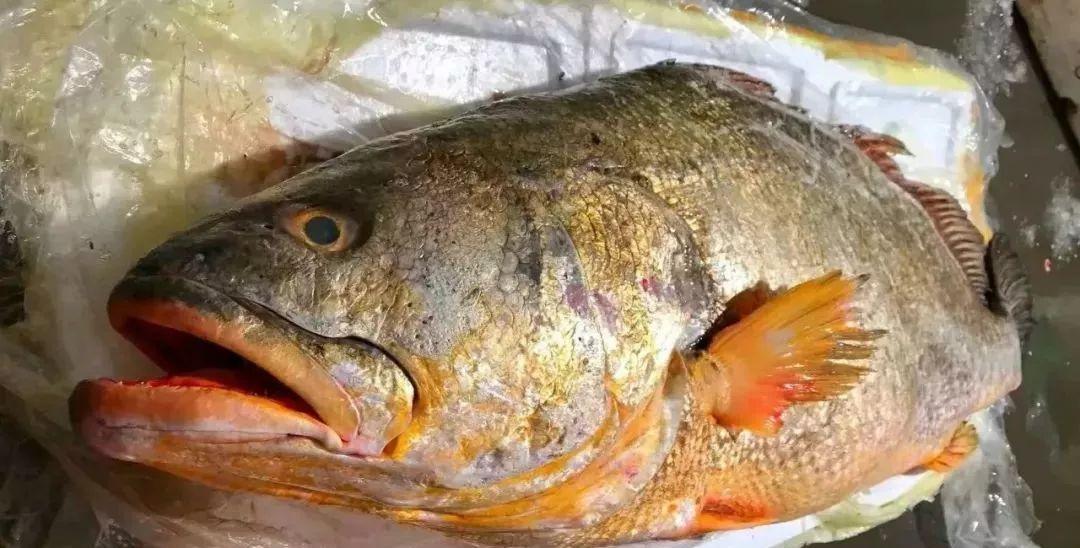 The "dead corner" of the Pearl River: rare fish are "thrown into a pot ...