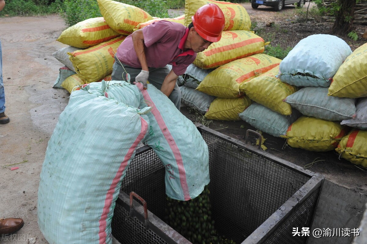 Medicine and food: the history of betel nut in China - iNEWS