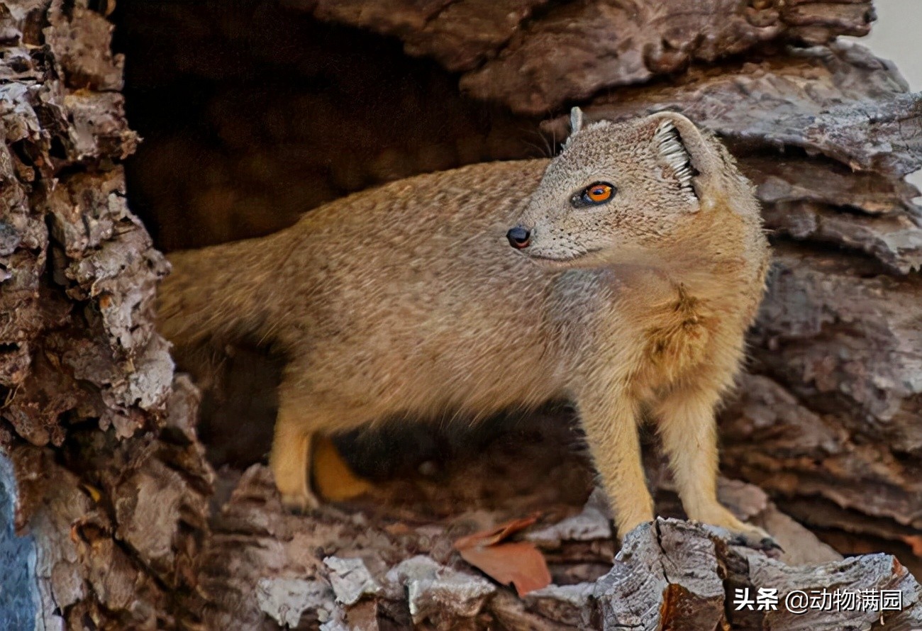 Species Encyclopedia: Yellow Meerkat - iNEWS