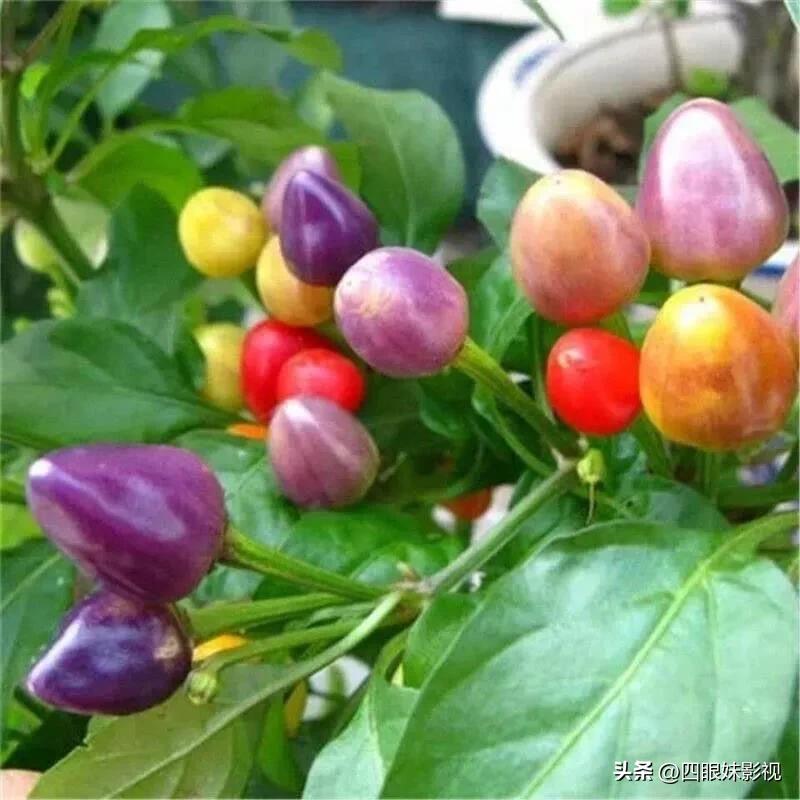 A kind of small pepper that can be used for appreciation and edible ...