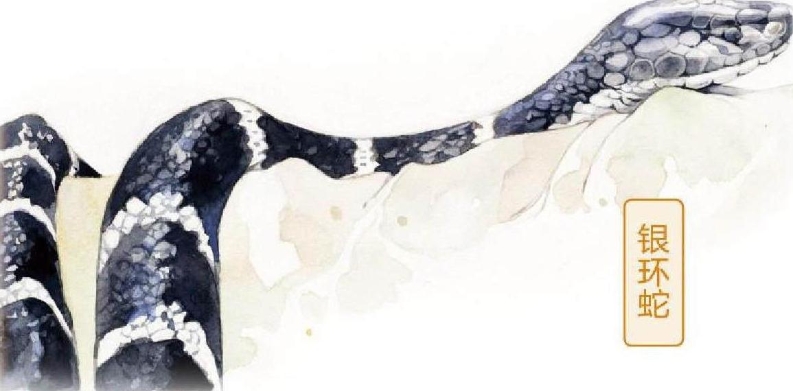 The highly venomous silver ring snake was discovered in Beijing, known ...