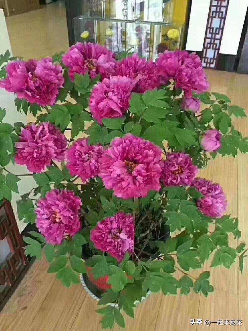 Potted peony flowers have "three fears", novices should pay attention ...