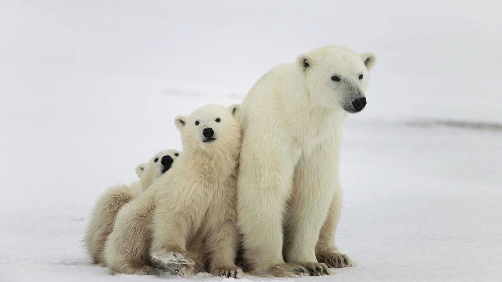 Exploring Greenland: The hidden wonders under the ice of the Arctic - iNEWS