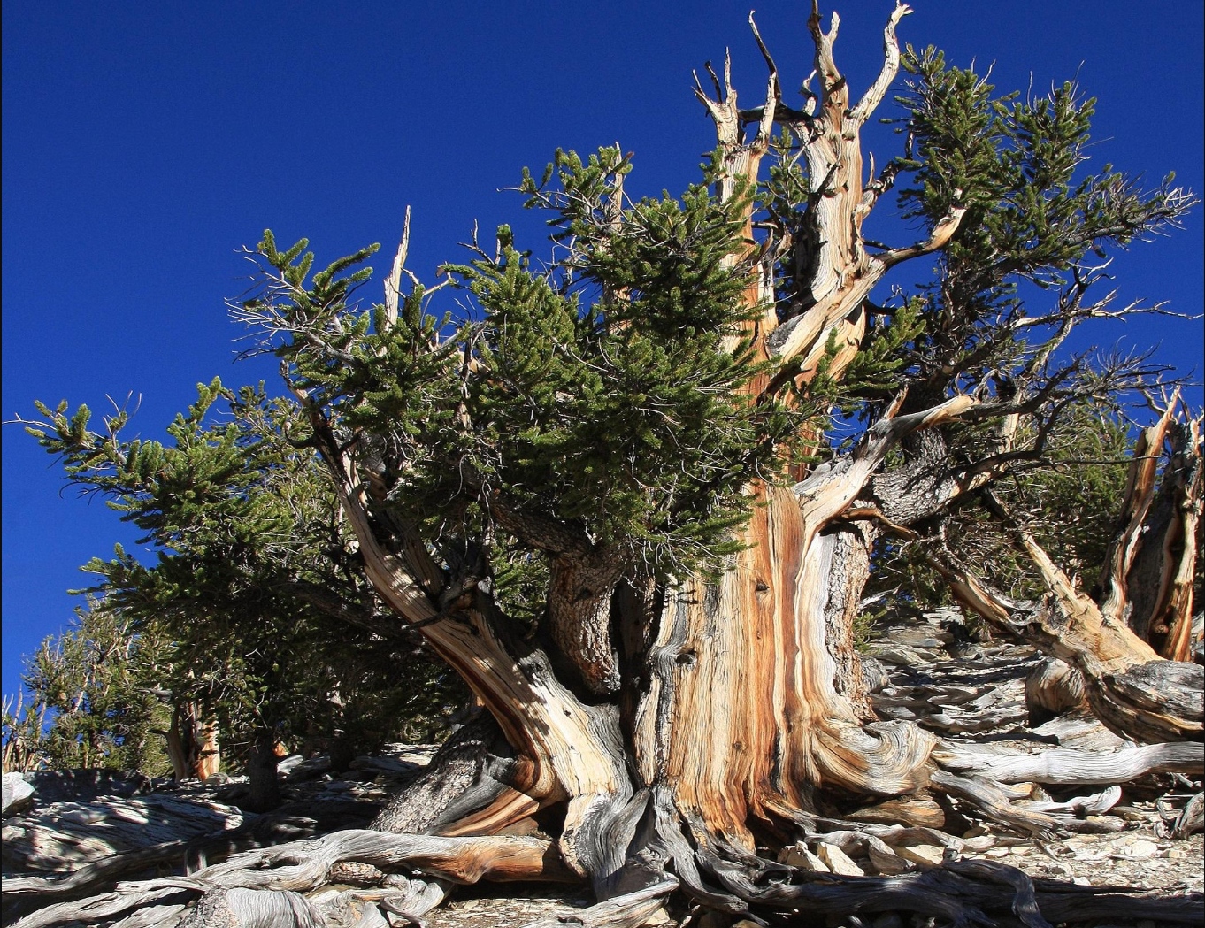 Is the world's longest-lived tree dying?Survived 4800 years, but may ...