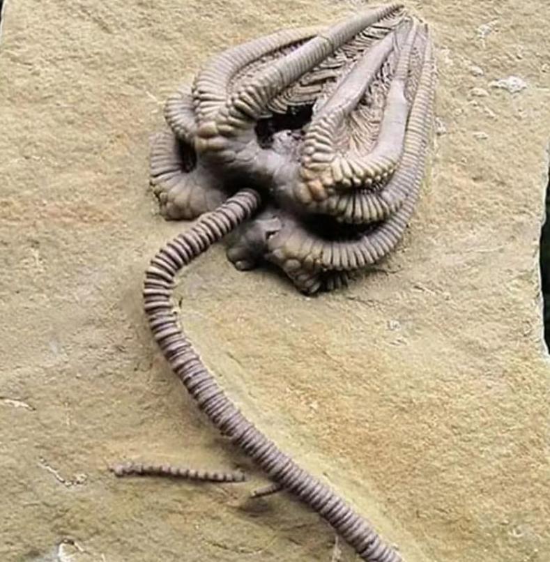 36 "Live for a long time" fossil pictures, take you into the mysterious ...