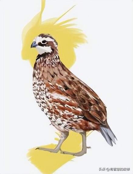 Legend of Ming and Qing Dynasties - Quail Fighting - iNEWS